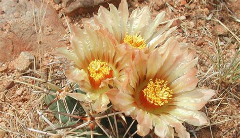 Pima Pineapple Cactus