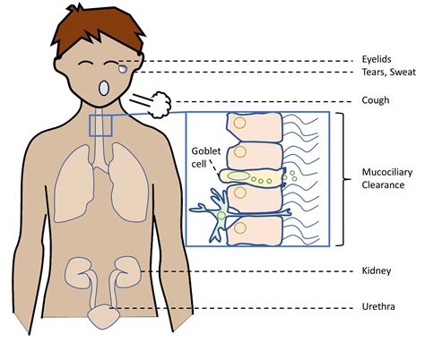 Innate Immunity Physical Barrier Immune System Composition And Its