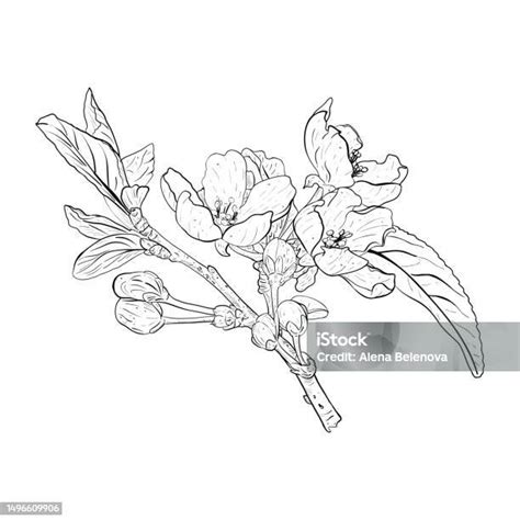 벚꽃 벚꽃 사과 자두 야생 벚꽃 매화 새 벚꽃의 피는 가지의 벡터 그림 풍부한 꽃 새싹 나뭇잎 그래픽 그림의 현실적인 검은 윤곽선 엽서 디자인 및 구성 장식 인쇄물 포스터