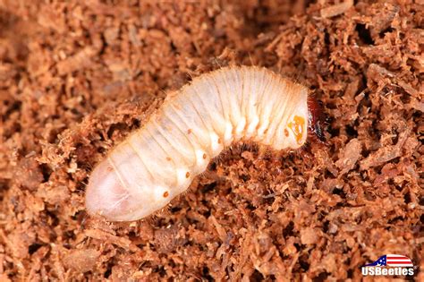 Green June Beetle Cotinis Nitida Larva Usbeetles