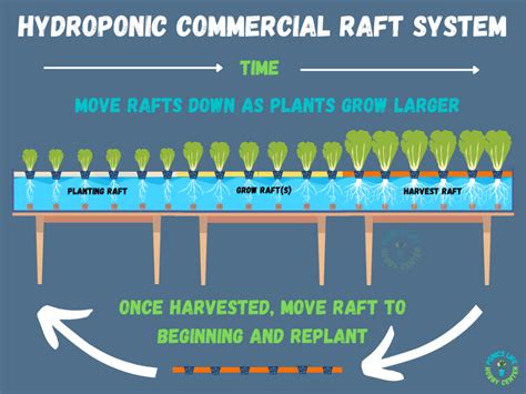Deep Water Culture Dwc Systems A Complete Guide For Hobbyists