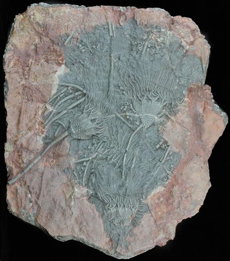 echinoderm fossils for sale
