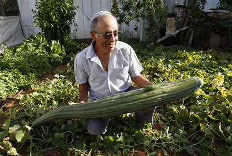 Longest Cucumber World Record Set By Yitzhak Yazdanpana