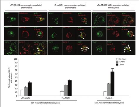 Tumor Associated Muc1 Glycoproteins Are Blocked In The Endolysosomal Download Scientific
