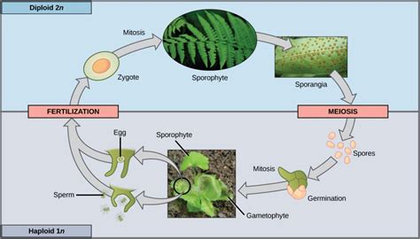 Sexual Reproduction Biology Part I