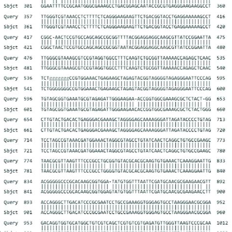 pair wise alignment of 16s rdna sequence of spirulina sp query is the