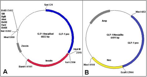 Construction And Restriction Maps Of Recombinant Plasmids A