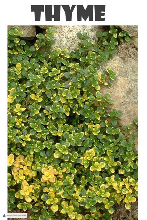 It S About Thyme