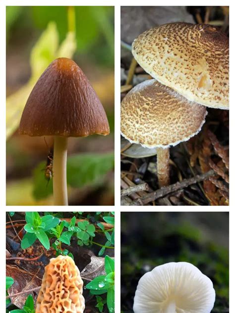 Poisonous Mushrooms 8 Worlds Most Poisonous Mushrooms One Should