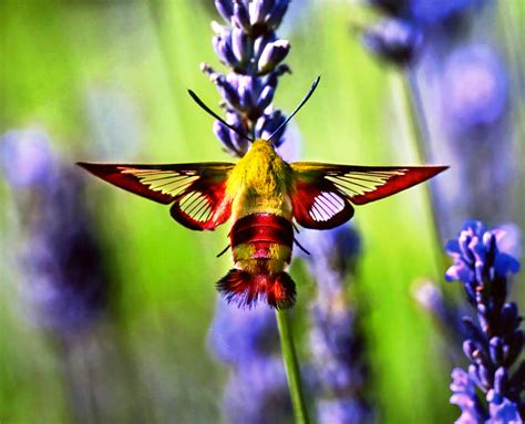 Hummingbird Clearwing Moth Featured On 2025 Ohio Wildlife Legacy Stamp