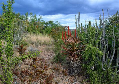 Through Thicket And Thin Protecting This Incredible Biome