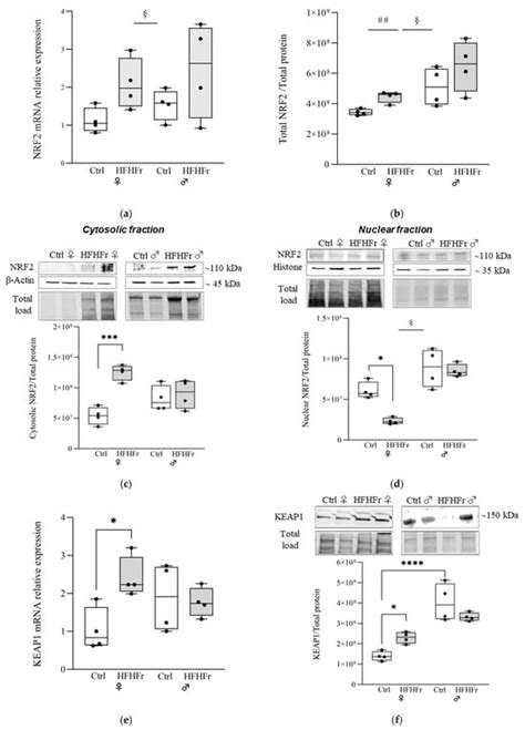 Sex Differences Affect The Nrf2 Signaling Pathway In The Early Phase Of Liver Steatosis A High