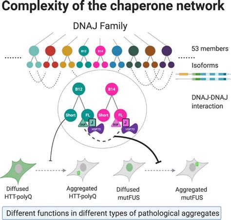 Differential Roles For Dnaj Isoforms In Htt Polyq And Fus Aggregation Modulation Revealed By