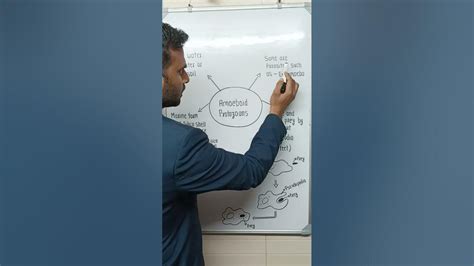 Amoeboid Protozoans Youtube