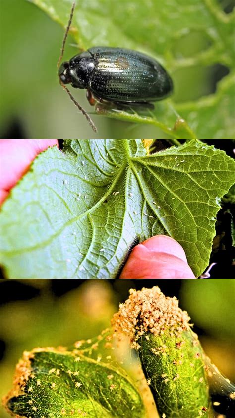 House Plant Insect Identification