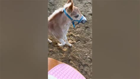 Megszületett A Kis Csíkò ️😘🥹subscribe Youtube