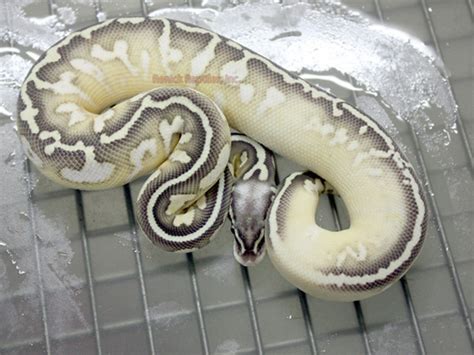 Calico Lesser Super Pastel - Morph List - World of Ball Pythons