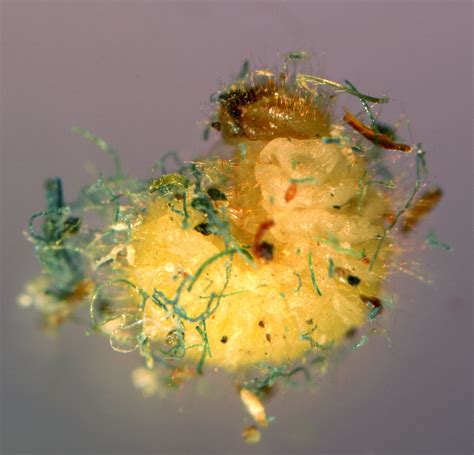 Anobiid Beetle Larva Shes Evil The Green Hairs All Over Flickr