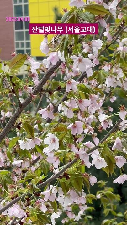 Snue P055 잔털벚나무 꽃자루소화경 잎 잎자루에 잔털이 있음 잎과 꽃 동시에 핌 벚나무 Shorts 서울교대 벚꽃 생태감수성 Youtube