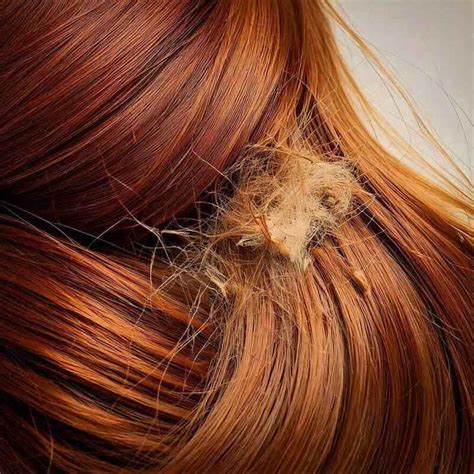 How To Tell If Your Hair Is Damaged Hair Maiden India