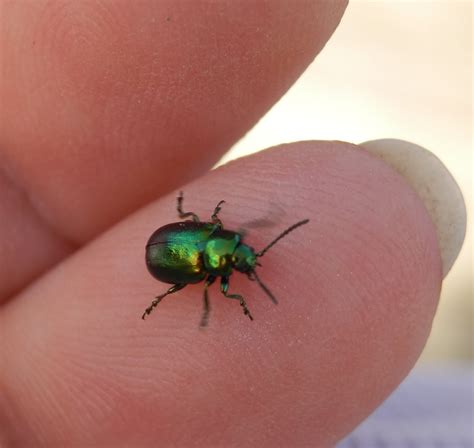 Mint Leaf Beetle