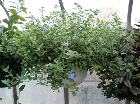 Evolvulus Glomeratus Convolvulaceae