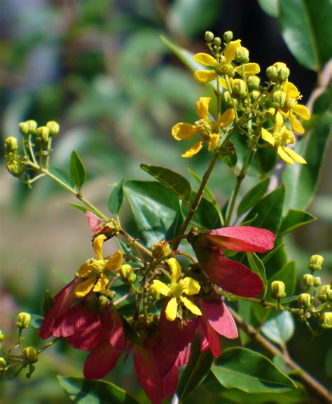 Vining Maple Red Wings Mariposa Butterfly Plants Almost Eden