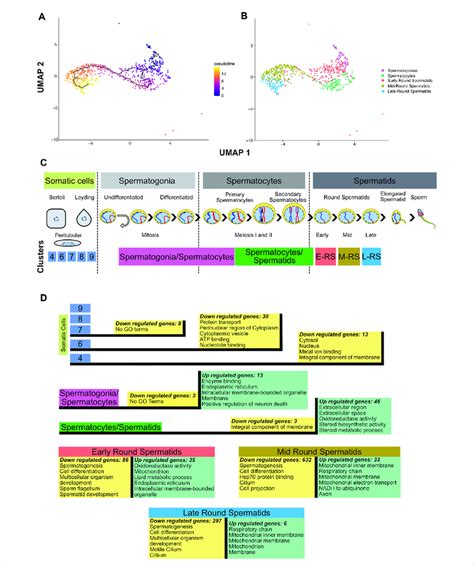 Inferring Cell Trajectory And Functional Annotation A Pseudotime Download Scientific Diagram