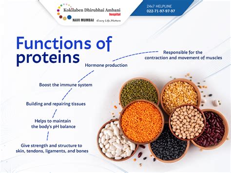 Key Functions Of Proteins