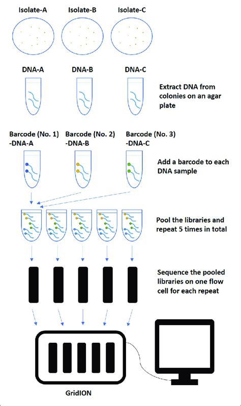 An Example Of The Workflow Of Multiplex Ont Sequencing Library