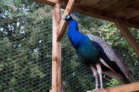 Peacock In Isolation After Causing Thousands Of Pounds Of Damage