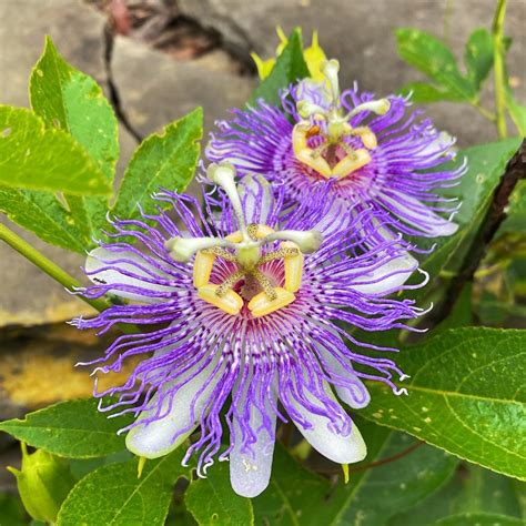 Passiflora Incarnata Purple Passion Flower Carolina Habitats