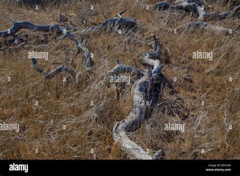 Dry Brush Styled Photograph Of A Fallen Tree Trunk In Dry Grass Stock