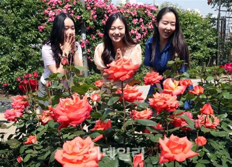 포토 서울장미축제 네이트 뉴스