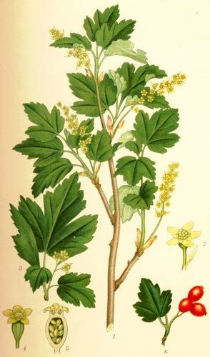 Deciduous Shrubs Flashcards Quizlet