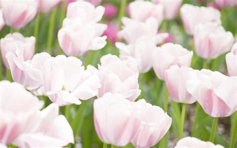Нежные тюльпаны обои 1920x1200.