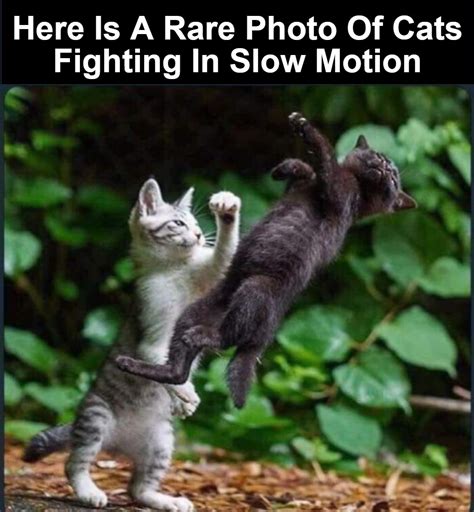 Funny Cat Fight Meme Chameleon Memes