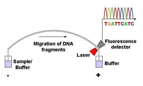 Dna Sequencing