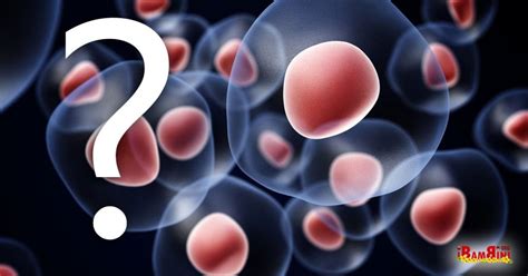 Cellule Staminali Di Cosa Si Tratta
