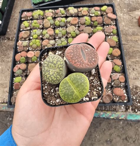 2 To 3 Large Assorted Lithops Live Plants In 2pot Colorful Living