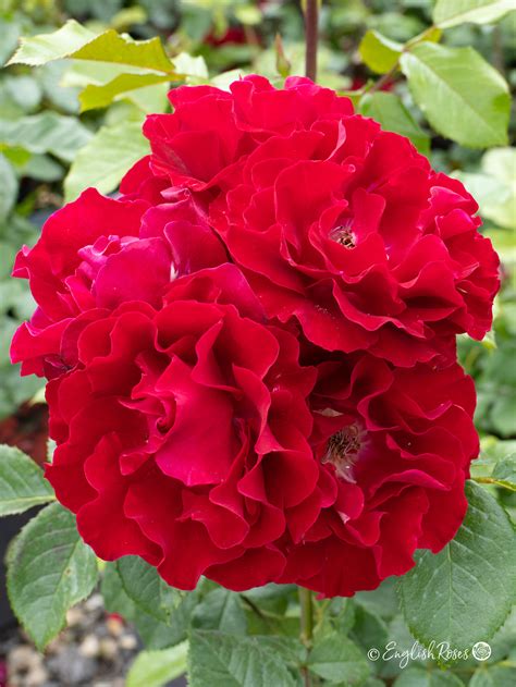 A Z Roses Full Catalogue Potted Roses English Roses