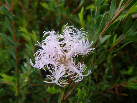 Melaleuca Thymifolia Pink Lace Natives R Us Plant Nursery In Traveston