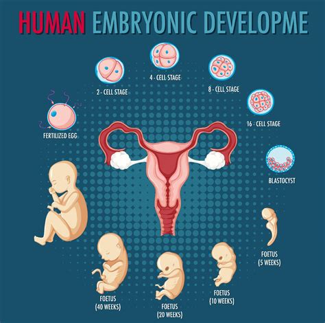 Human Embryonic Development In Human Infographic 6199805 Vector Art At