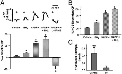 Effect Of Enos Cofactorsubstrate Repletion On Cf And Endothelial