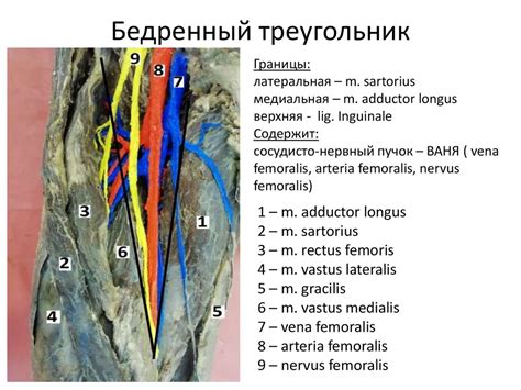 Бедренный треугольник Online Presentation