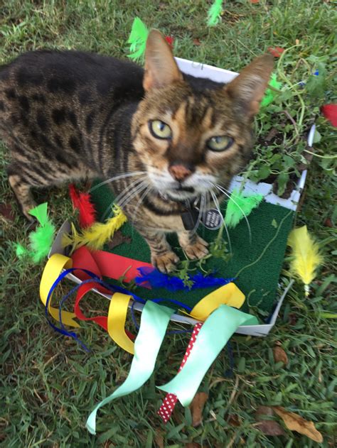 Diy Catnip Garden Oasis Tutorial And 9lives Coupon Link Dealicious Mom