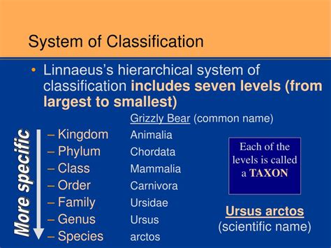 What Is The Current Classification System Used By Biologists At Dawn