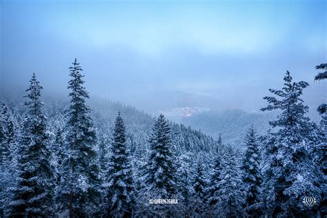 Green Zebra • მწვანე ზებრა Home