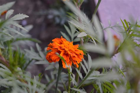 20 Free Genda Kukka And Genda Images Pixabay