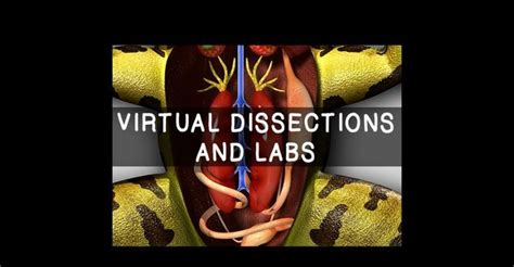 Virtual Dissection Class Grades 6 12 Complete Anatomy Diagramswatch
